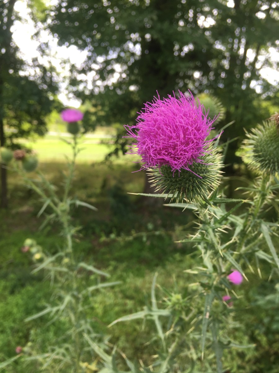 Magenta Flames: A Reflection #Poetry #Poem #Thistle #Nature #HolyGround ...