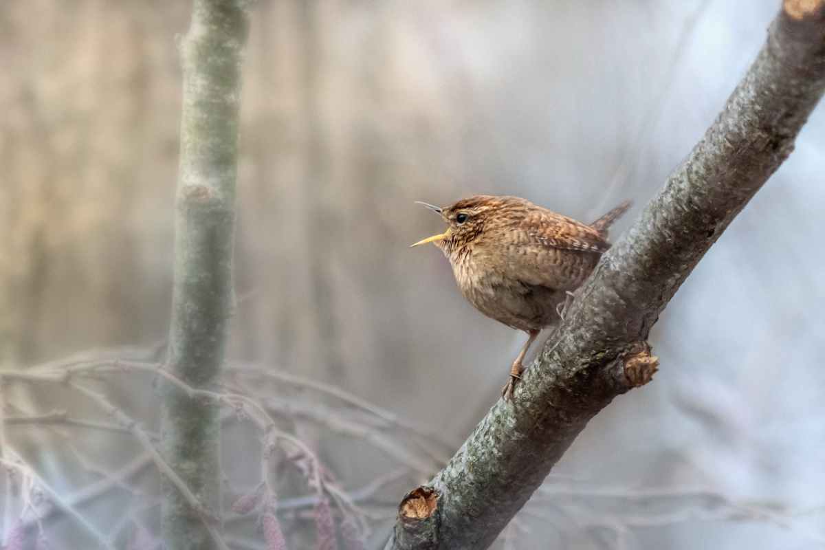 Taking Time to Sabbath: Wendell Berry #Poem #Poetry #Sabbath #Wren # ...